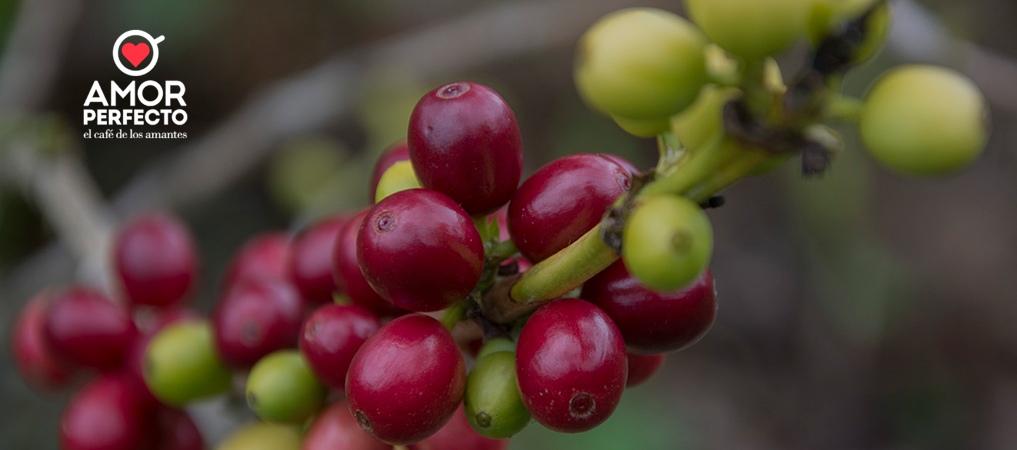 Amor Perfecto - Trace.Coffee